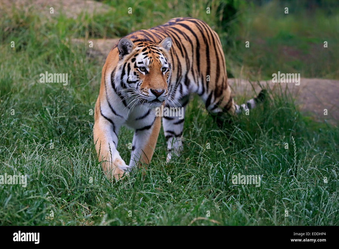 Siberian Tiger (Panthera tigris altaica), adult, stalking, native to Asia, captive, England ...