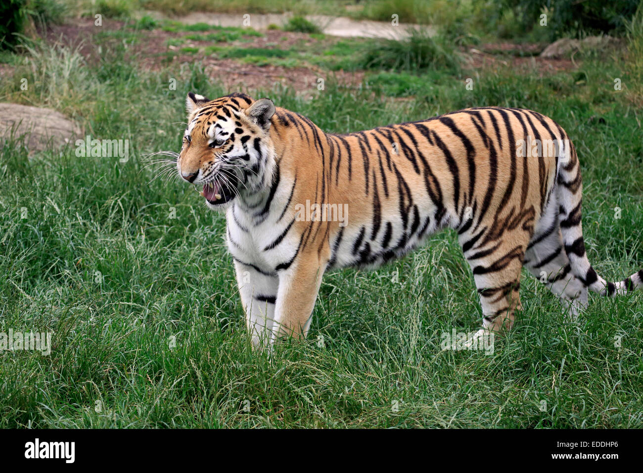 Siberian Tiger (Panthera tigris altaica), adult, snarling, native to Asia, captive, England ...