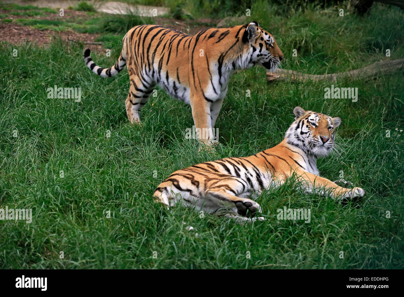 Siberian tiger pair panthera tigris hi-res stock photography and images ...