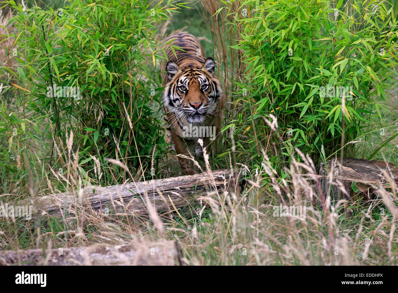 Adult tiger stalking hi-res stock photography and images - Alamy