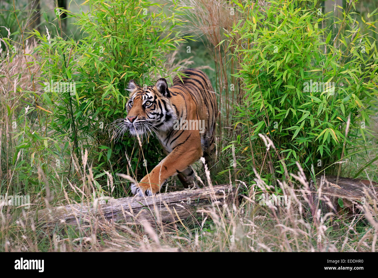 Siberian Tiger (Panthera tigris altaica), adult, stalking, native to Asia, captive, England ...
