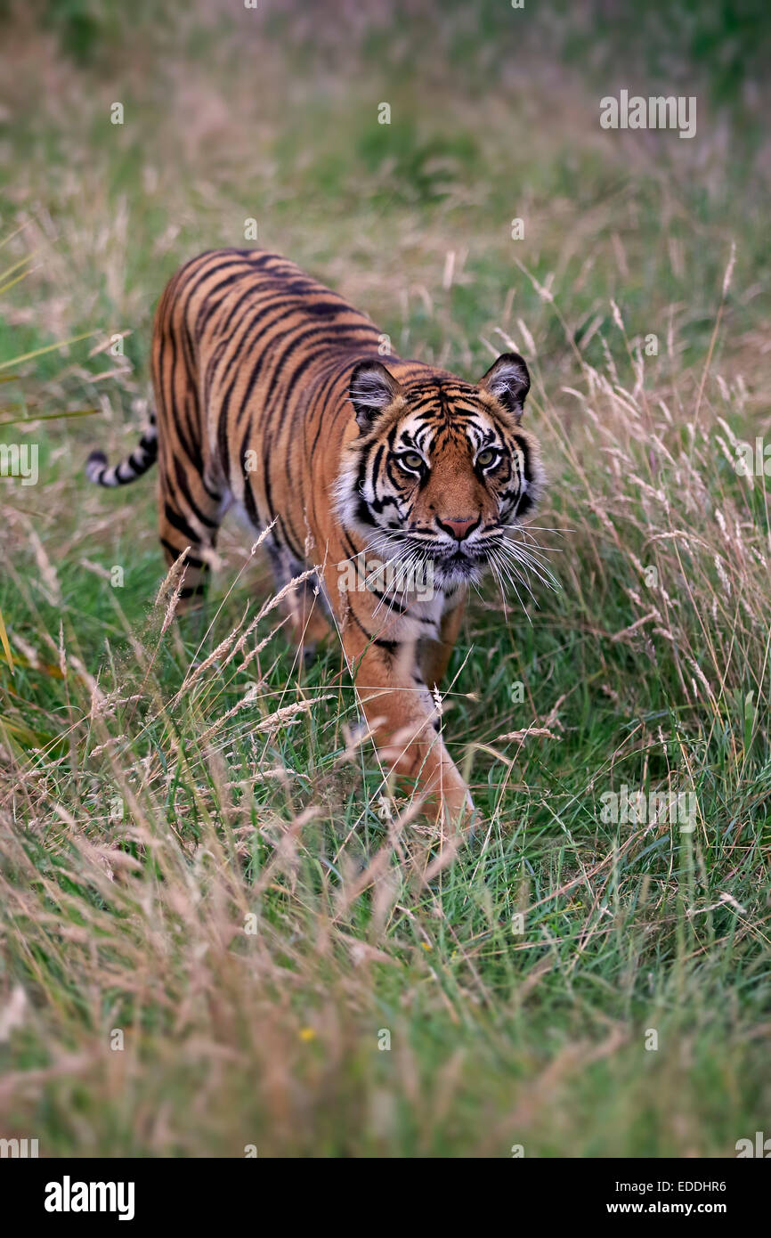 Siberian Tiger (Panthera tigris altaica), adult, native to Asia ...