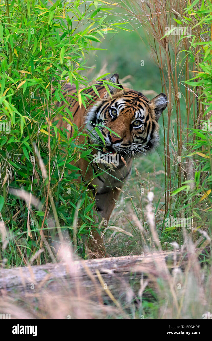 Siberian Tiger (Panthera tigris altaica), adult, native to Asia ...