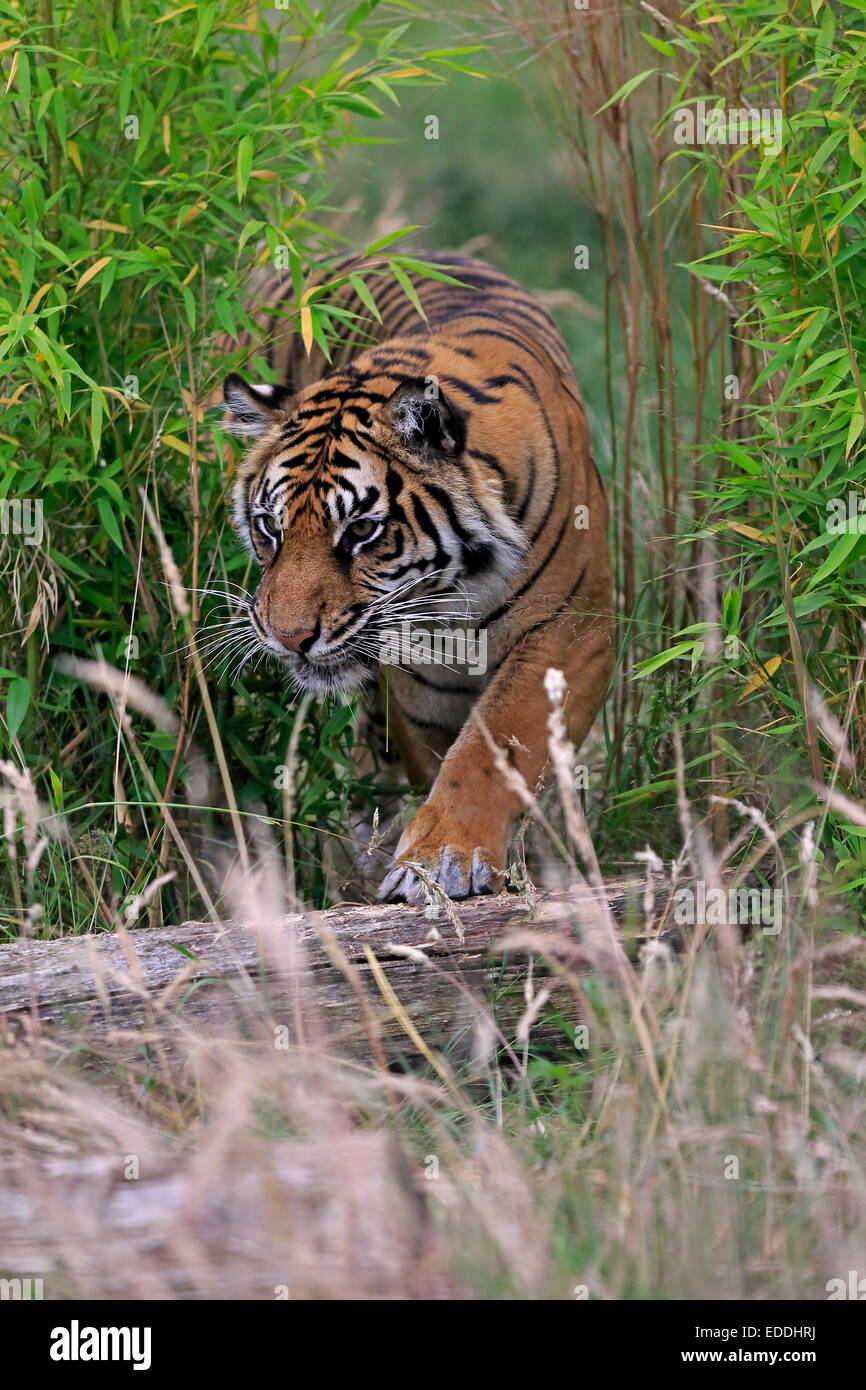 Stalking siberian tiger hi-res stock photography and images - Alamy