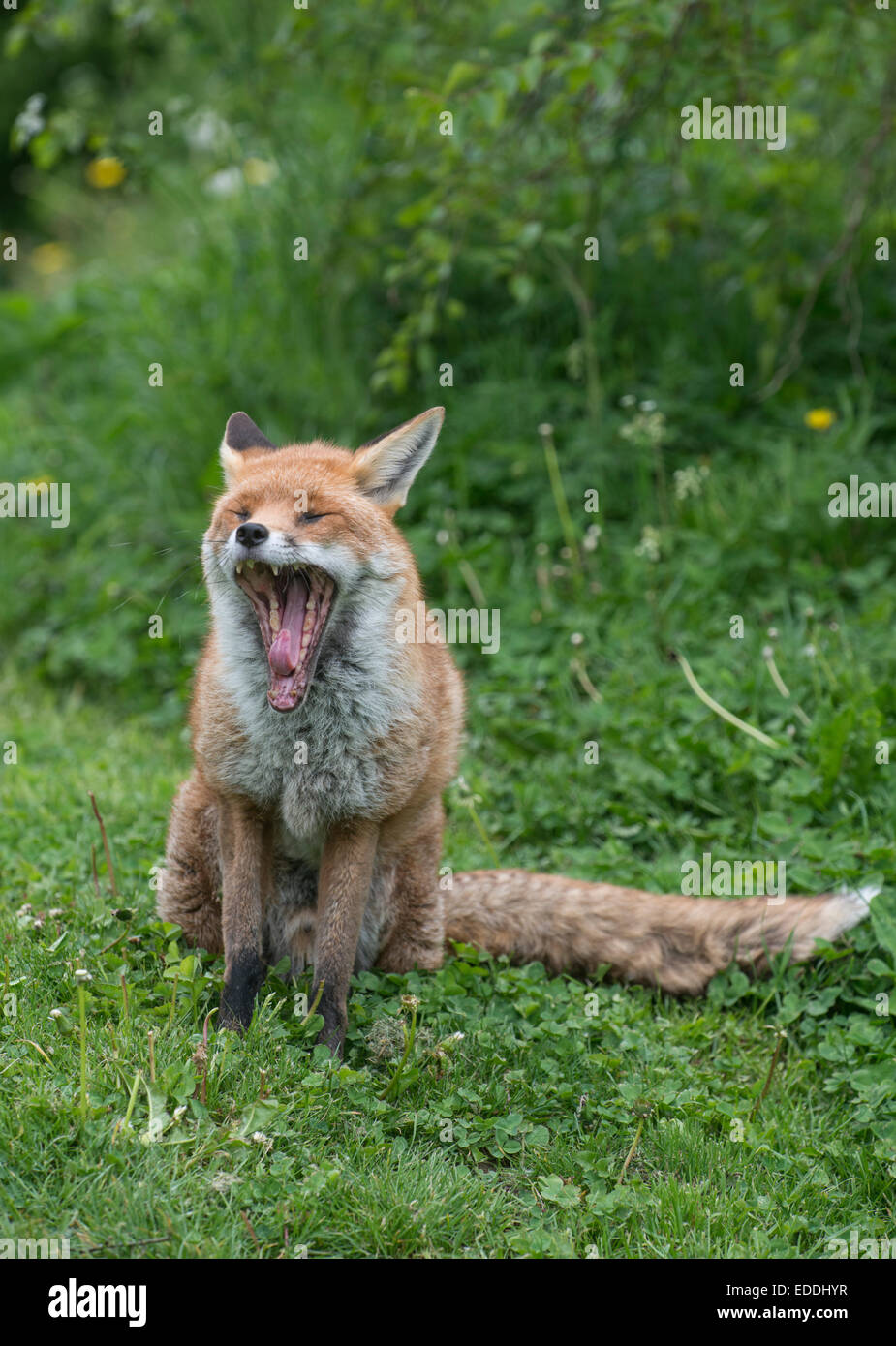 Fox yawning hi-res stock photography and images - Alamy