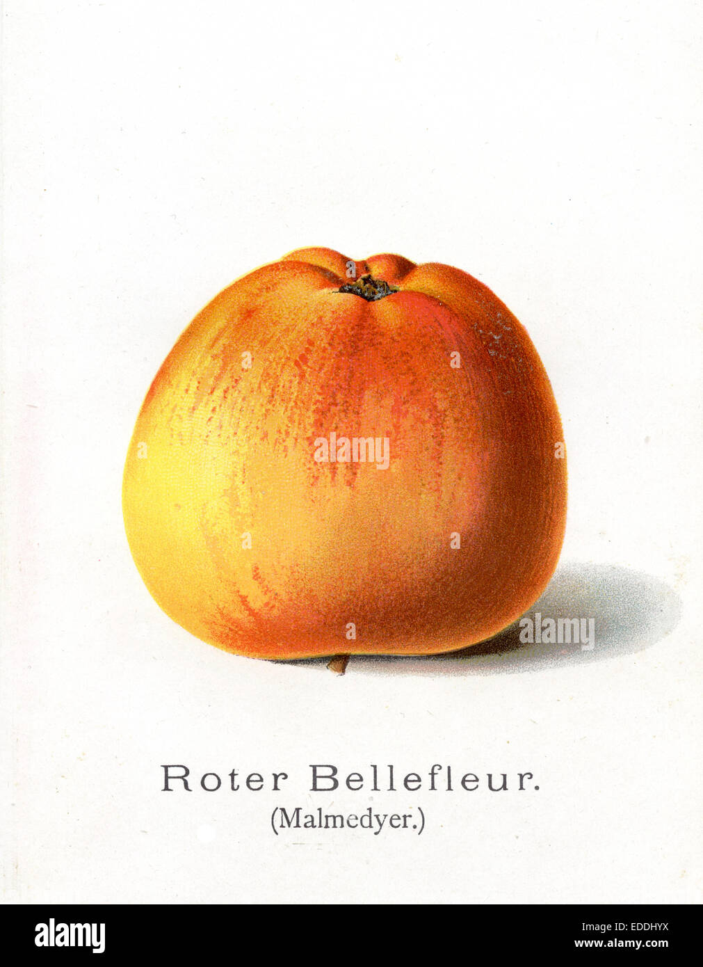 Bellefleur hi-res stock photography and images - Alamy