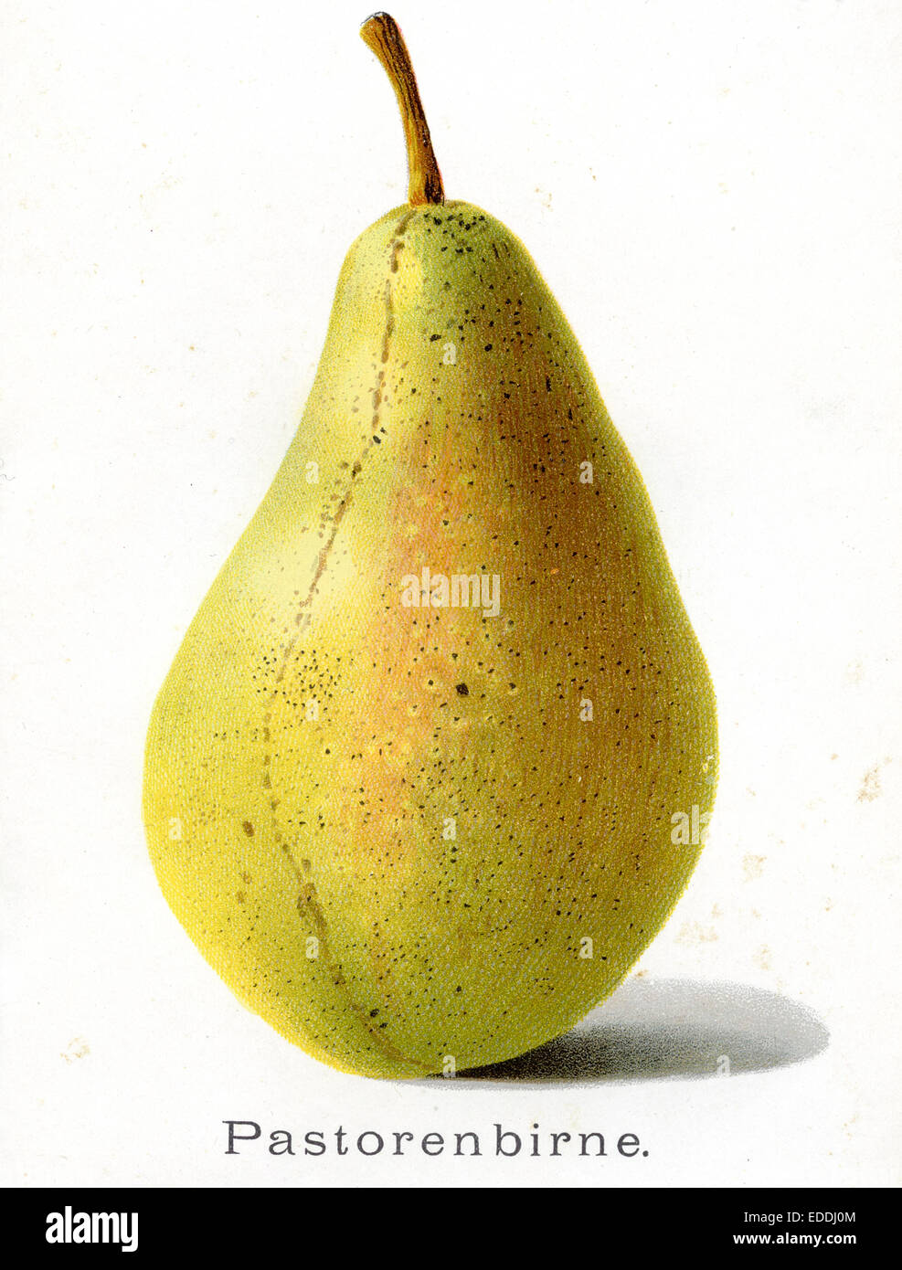 Pear botanical illustration hi-res stock photography and images - Alamy