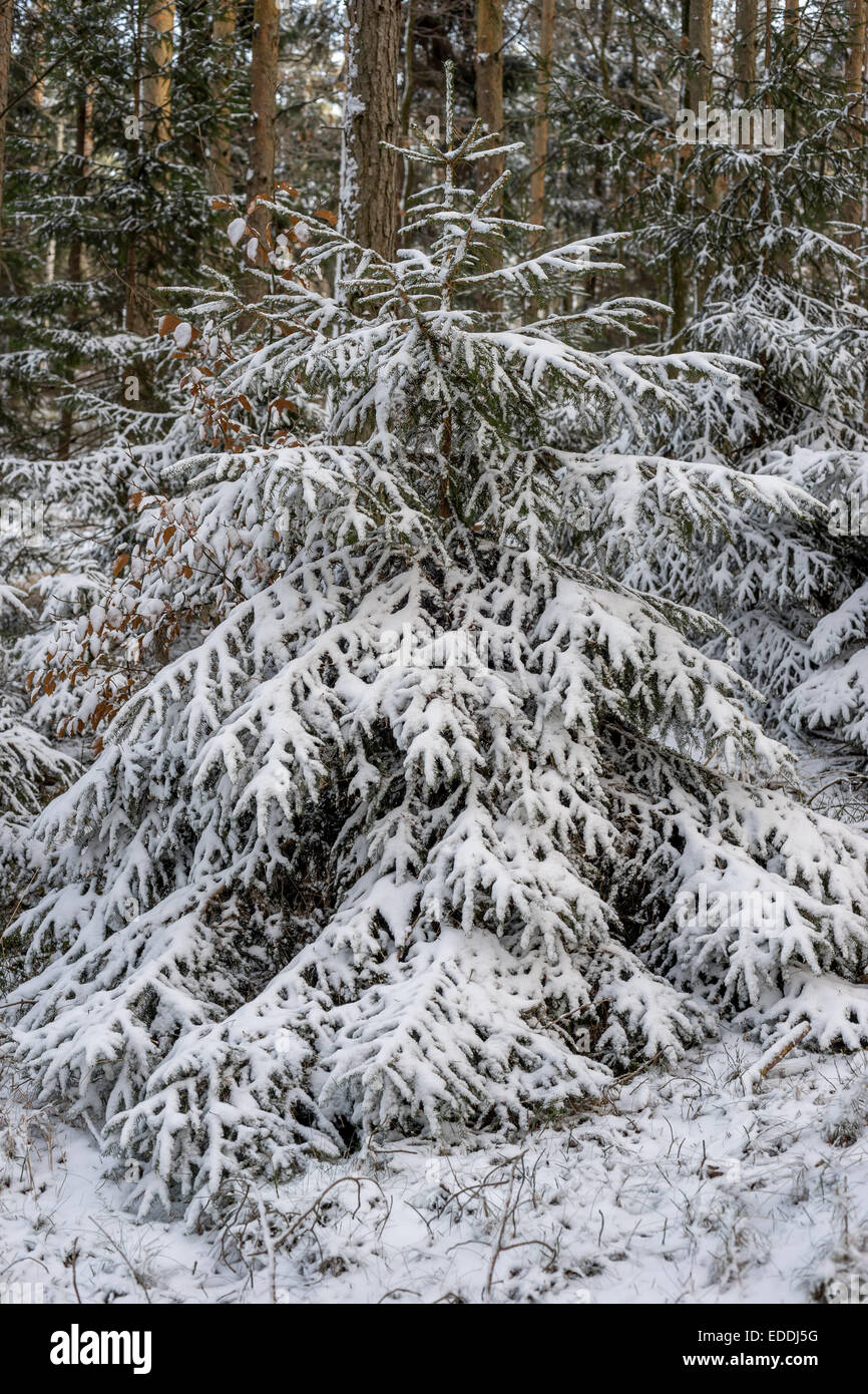 Spruce tree forest covered with snow Stock Photo - Alamy