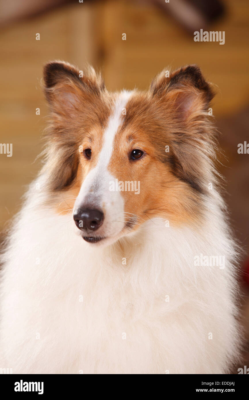 Portrait of American Collie Stock Photo - Alamy