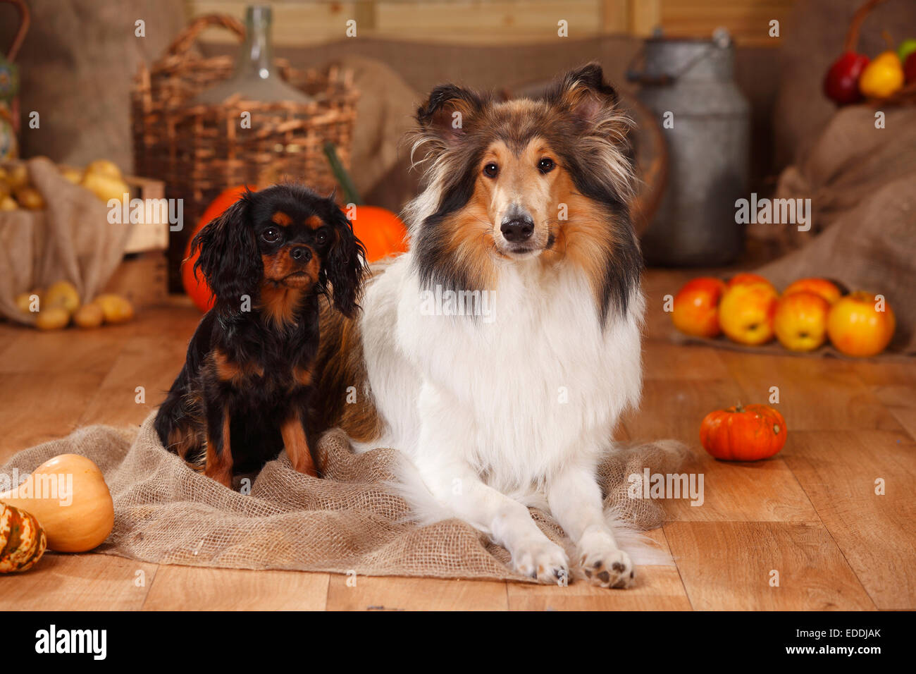 Cavalier King Charles Spaniel and American Collie in an autumnal ...