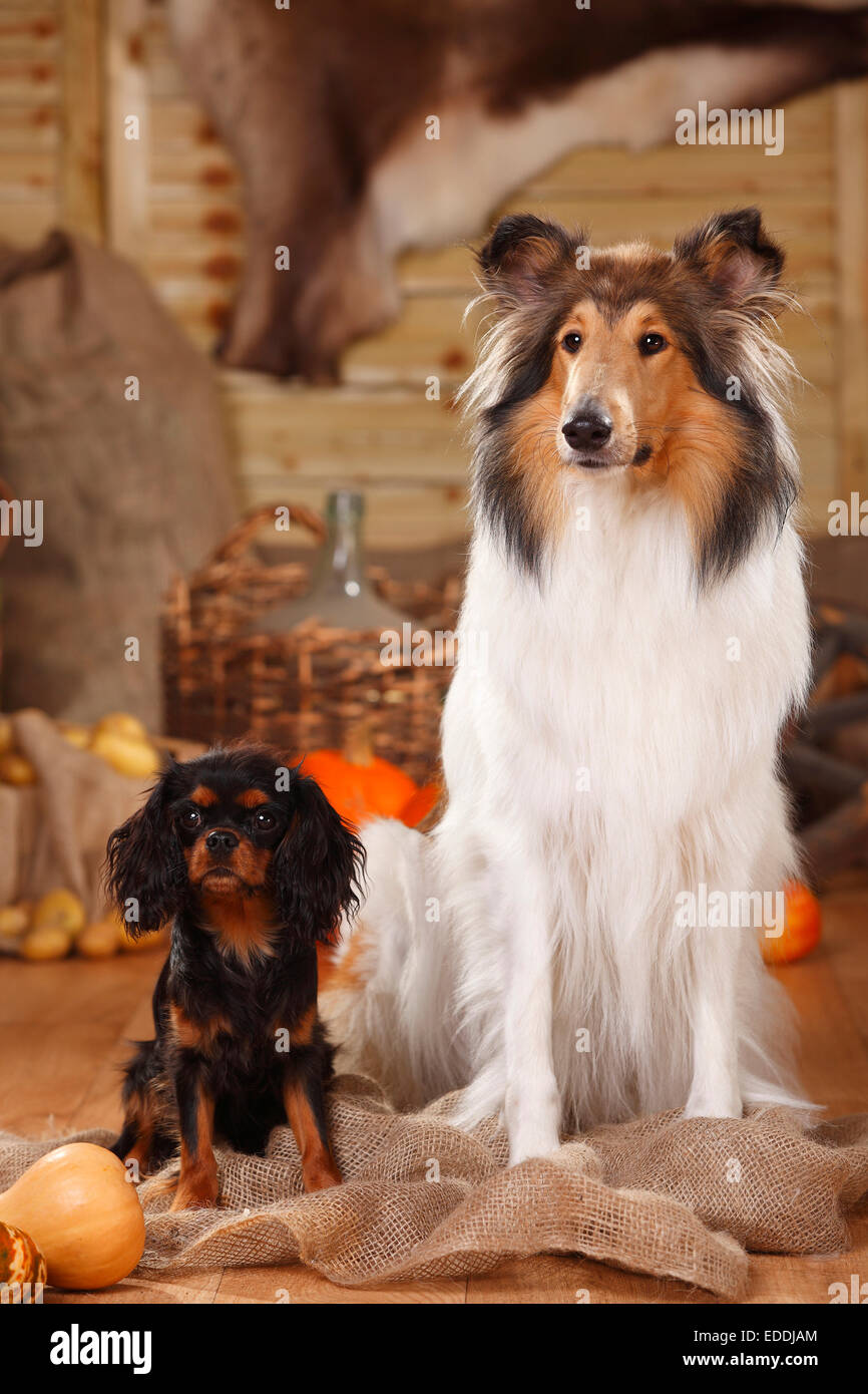 American collies hi-res stock photography and images - Alamy