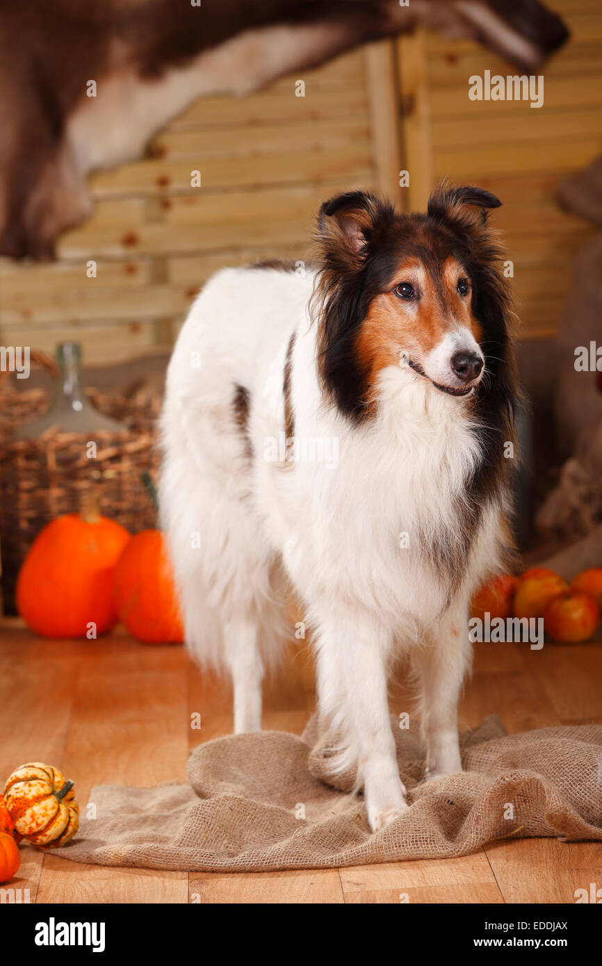 American collies hi-res stock photography and images - Alamy