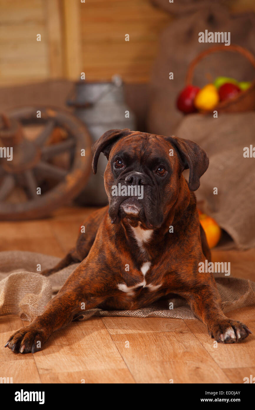Portrait of Boxer lying on wooden floor Stock Photo - Alamy