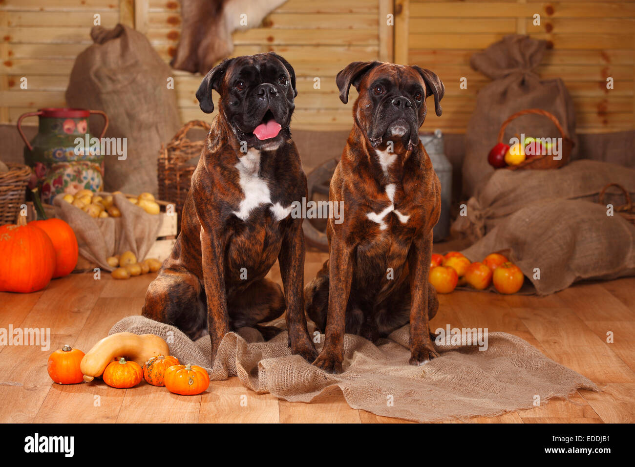 Boxer animal farm hi-res stock photography and images - Alamy
