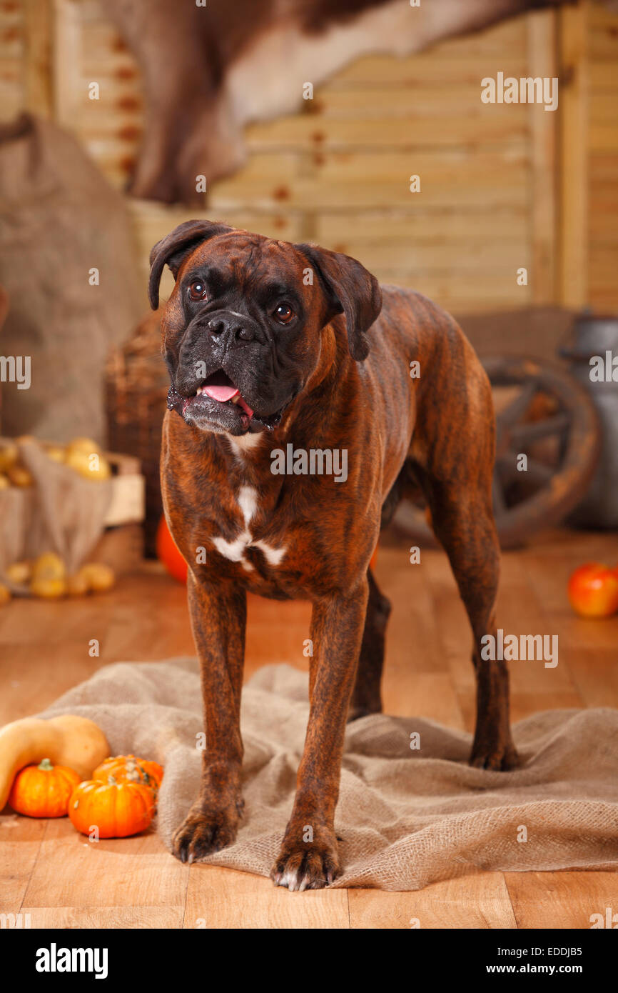 Boxer animal farm hi-res stock photography and images - Alamy