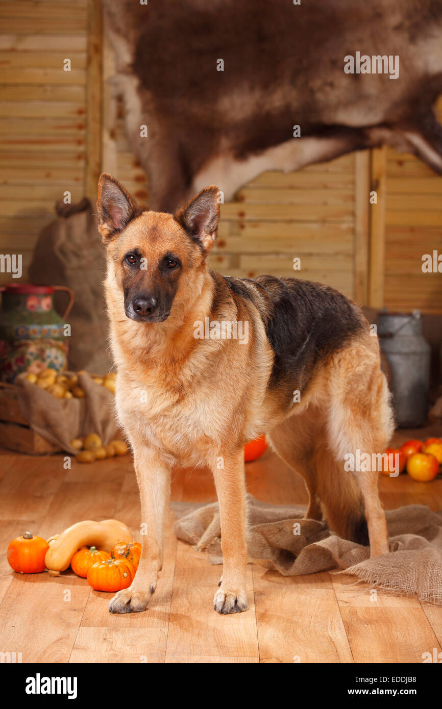 German Shepherd standing in an autumnal decorated barn Stock Photo - Alamy