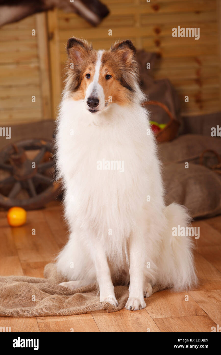 American collie hi-res stock photography and images - Alamy