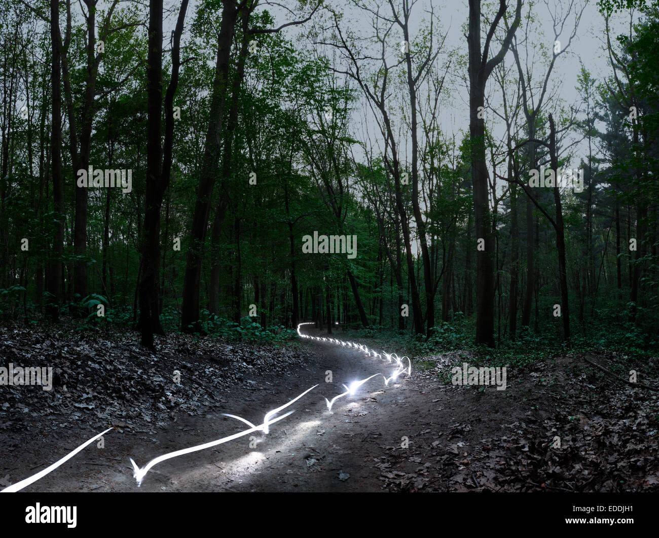 Light trails in a forest at evening twilight Stock Photo - Alamy
