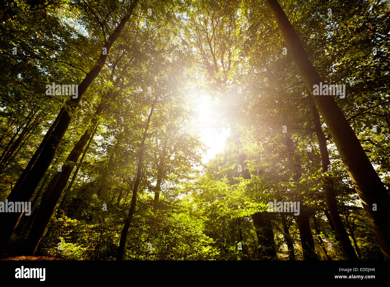 Tree tops hi-res stock photography and images - Alamy