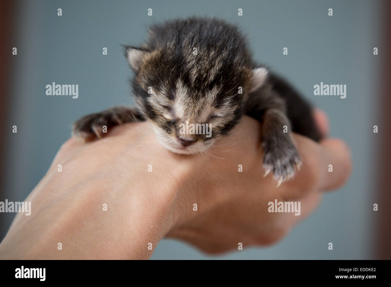 Tiny kitten hi-res stock photography and images - Alamy