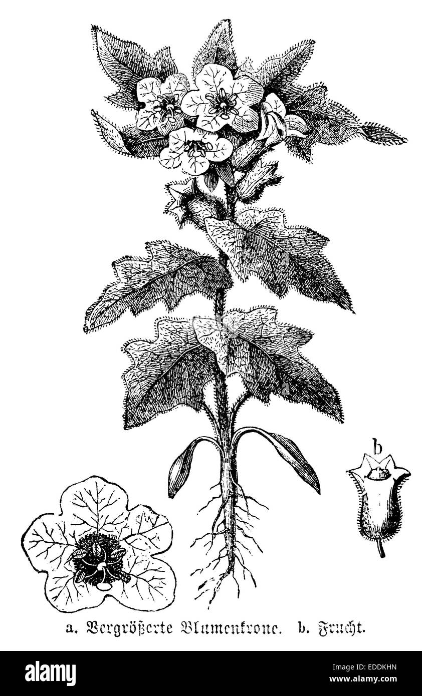 Botanical illustration hyoscyamus hi-res stock photography and images ...