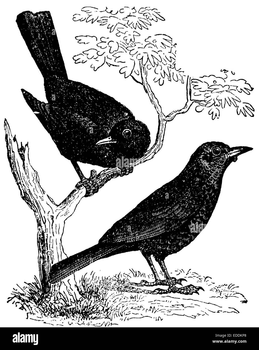 Blackbird graphics hi-res stock photography and images - Alamy