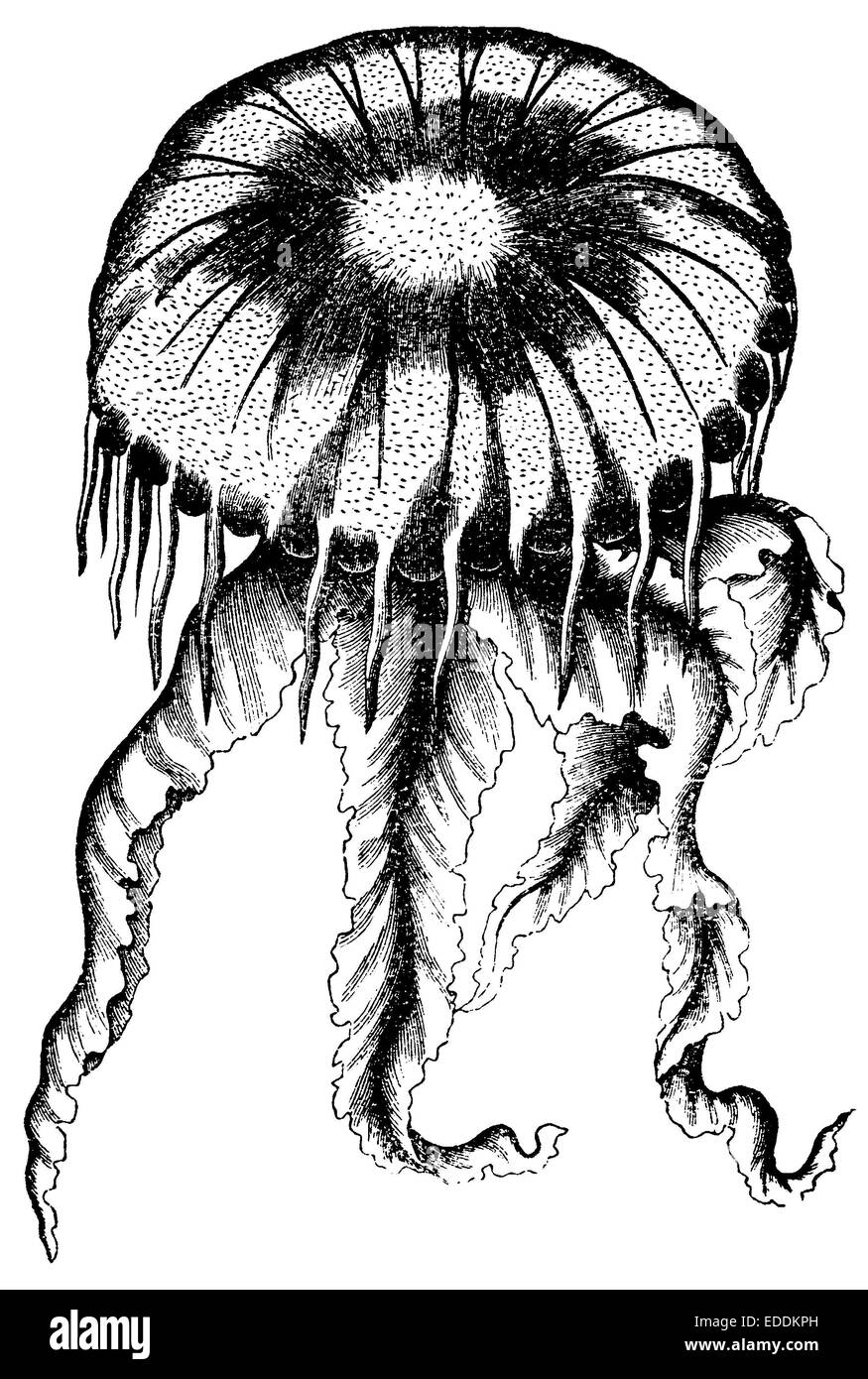 Cyanea Black and White Stock Photos & Images - Alamy