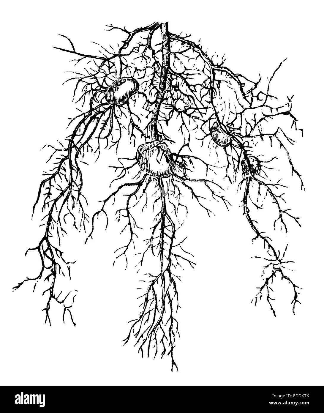 Usnea Black and White Stock Photos & Images - Alamy