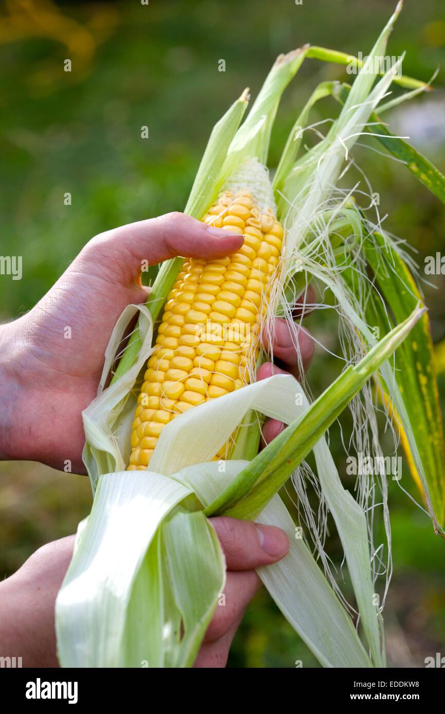 Hands holding corn on the cob hi-res stock photography and images - Alamy