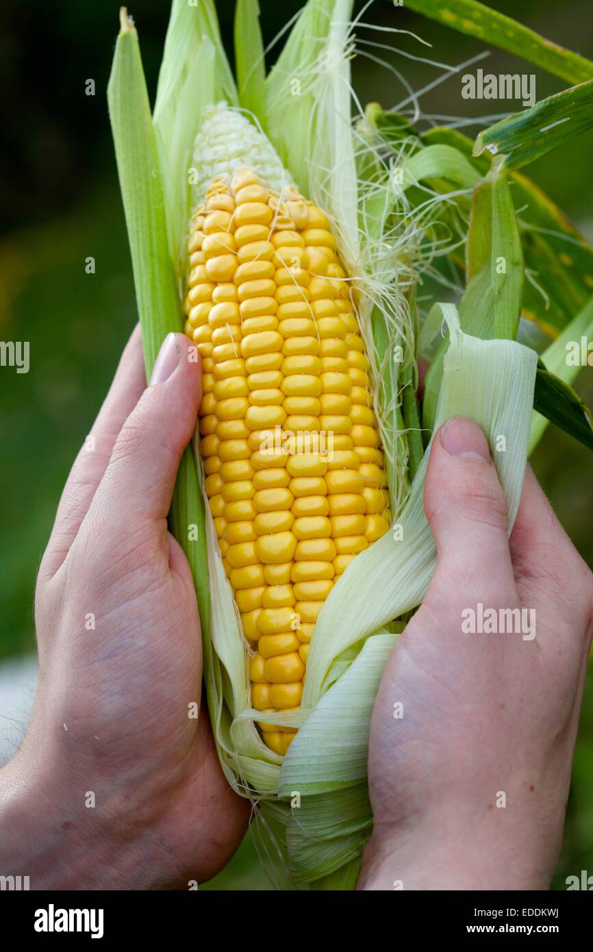Hands holding corn on the cob hi-res stock photography and images - Alamy