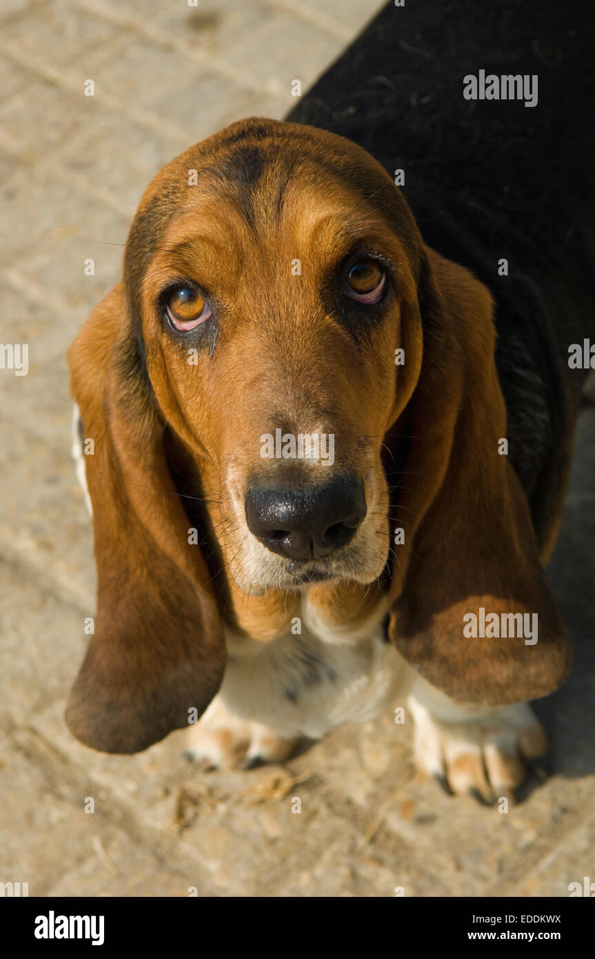 Close up portrait of a Basset Hound Stock Photo - Alamy