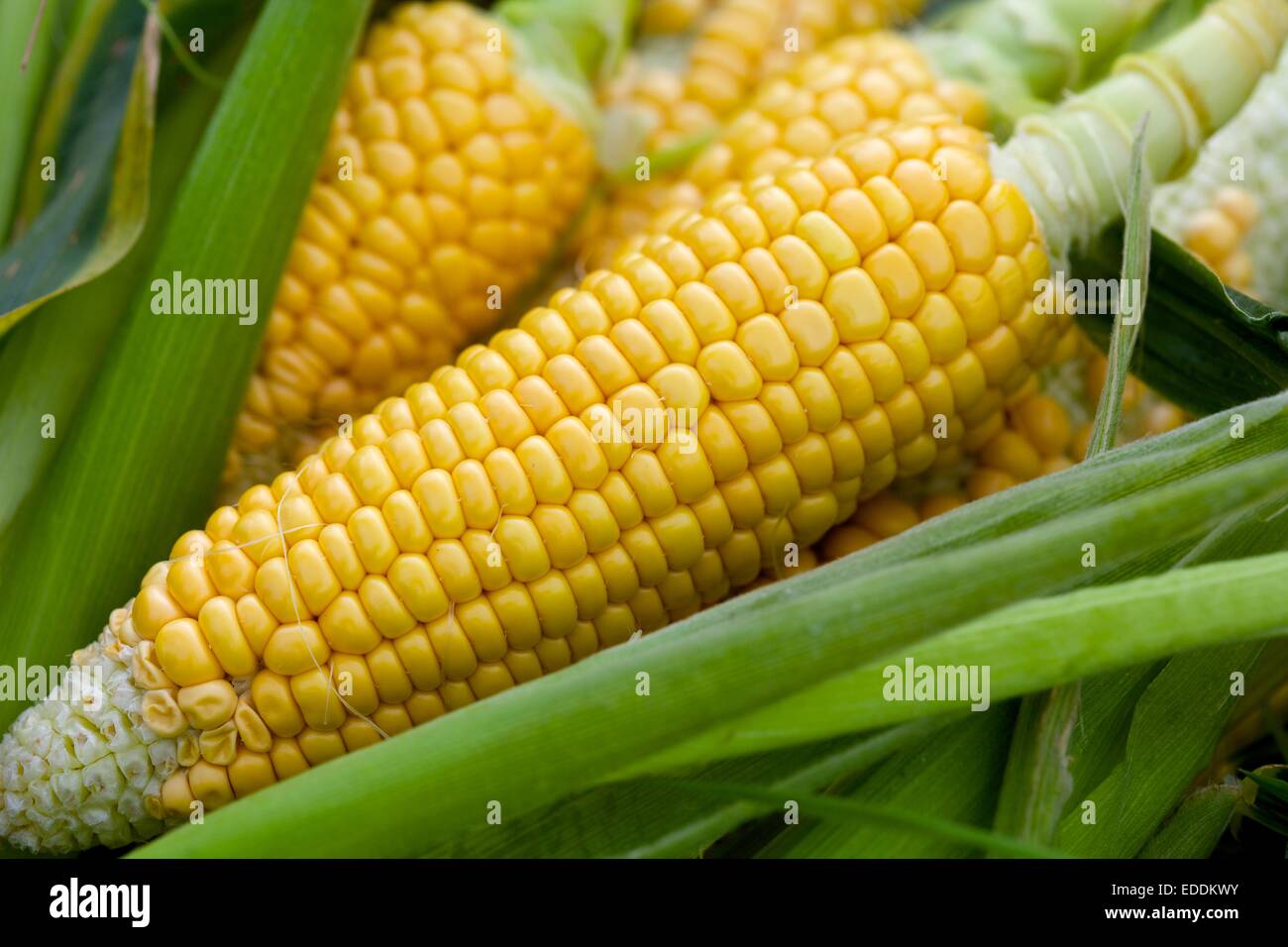 bunch of corn on the cob Stock Photo - Alamy