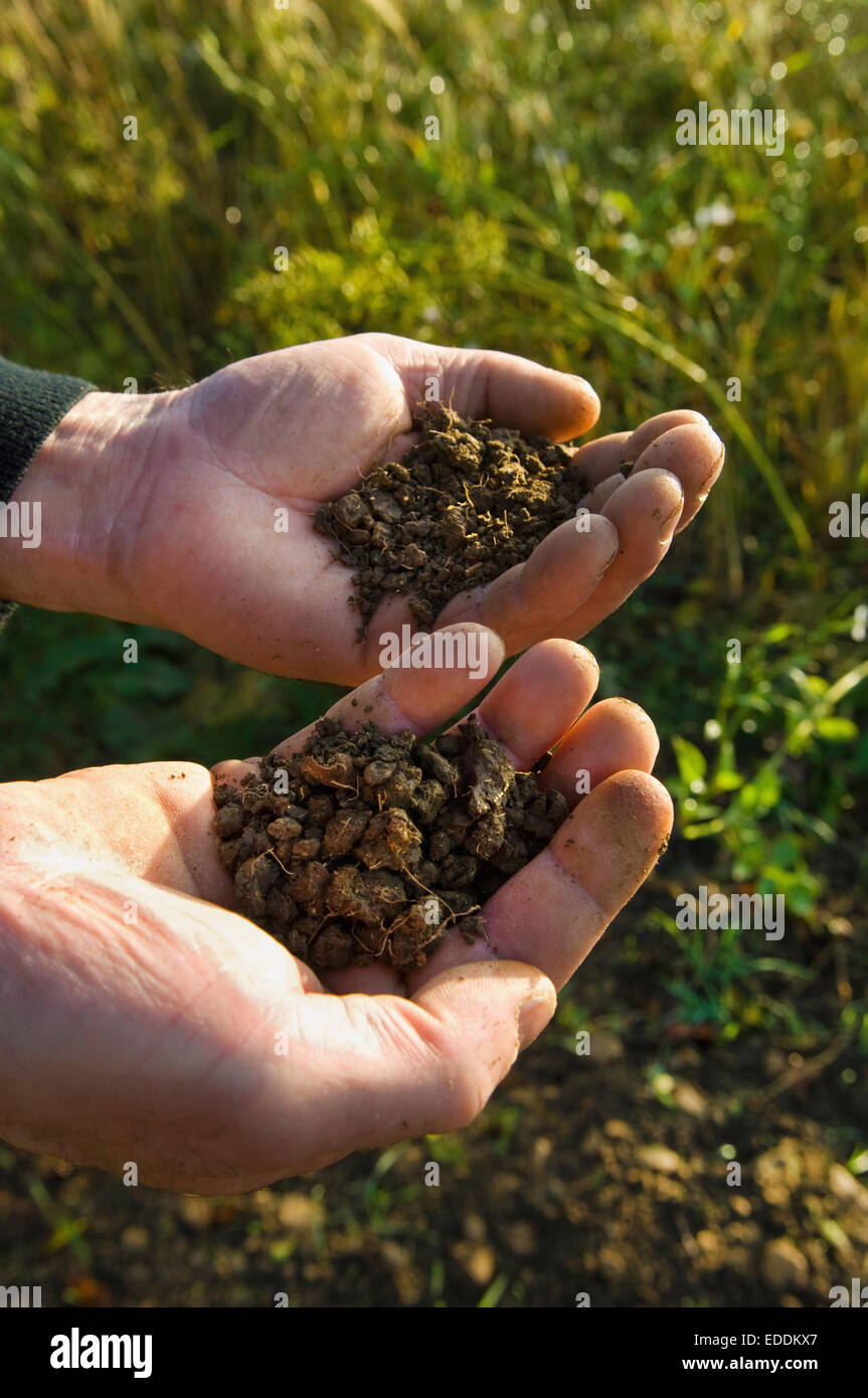Hands holding soil hi-res stock photography and images - Alamy