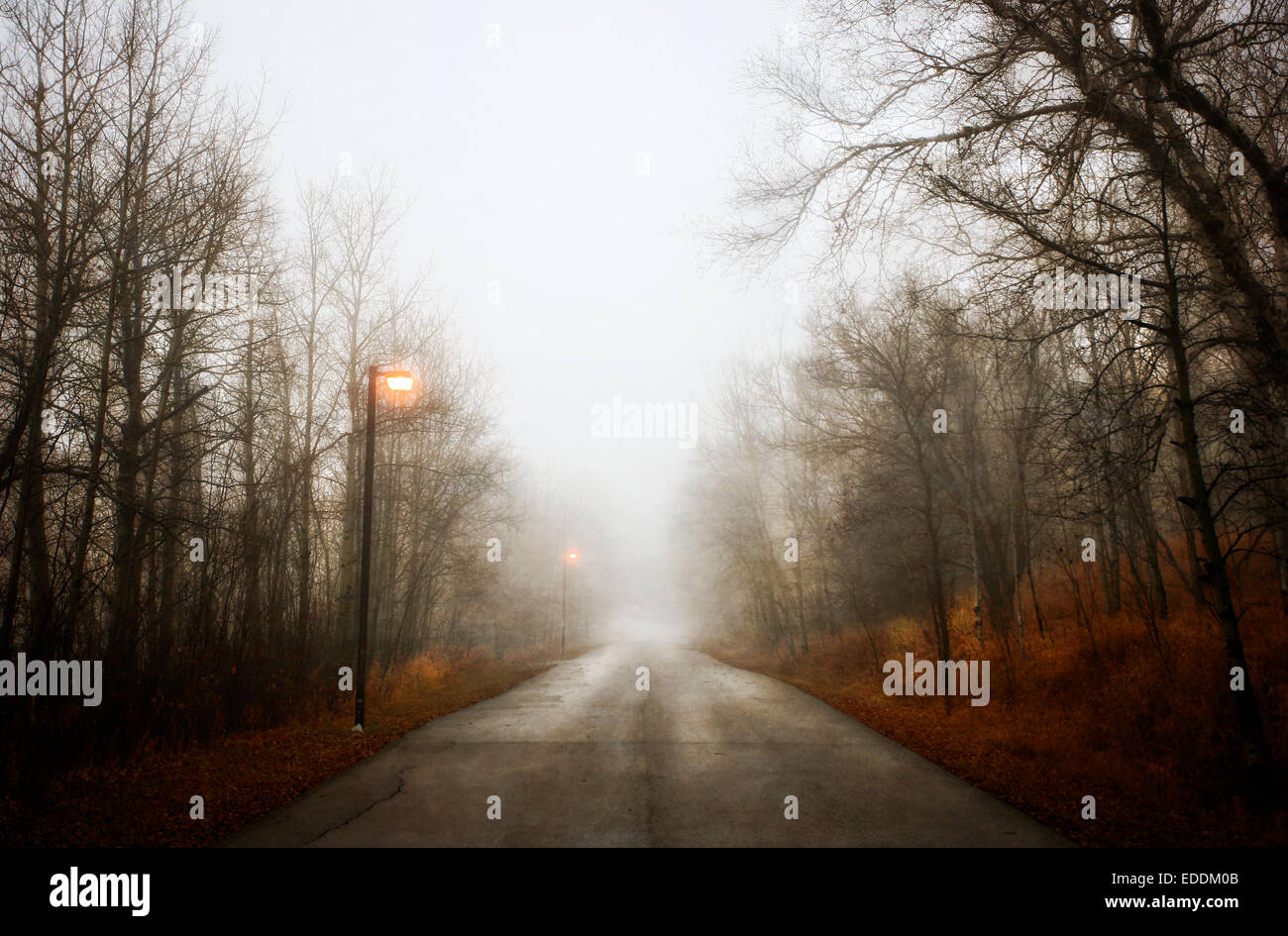 A road through the woods in winter, lit by street lights. Low mist ...