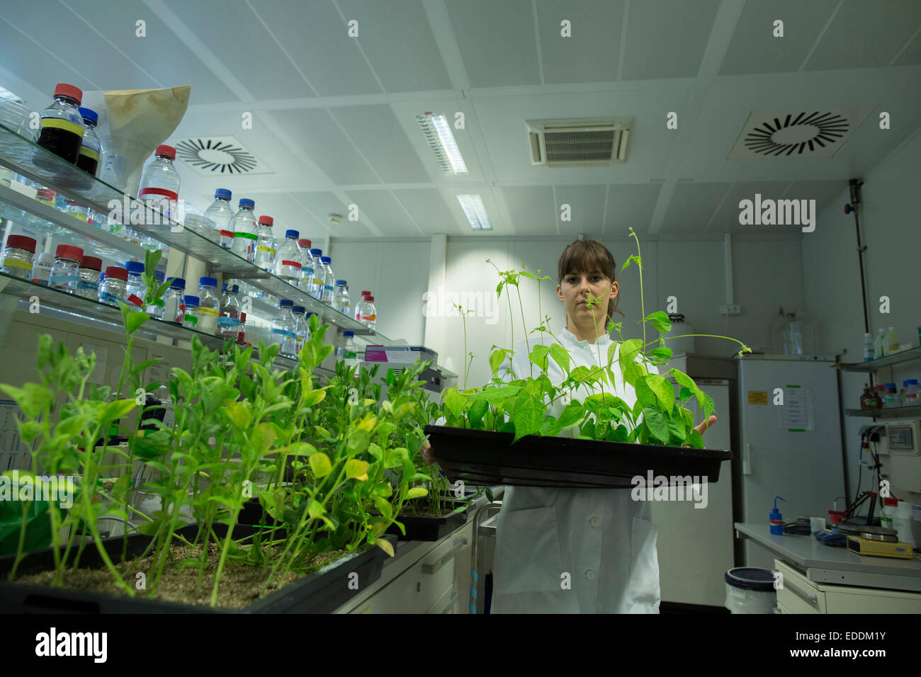 Young female biologist working at plant research labroratory Stock ...
