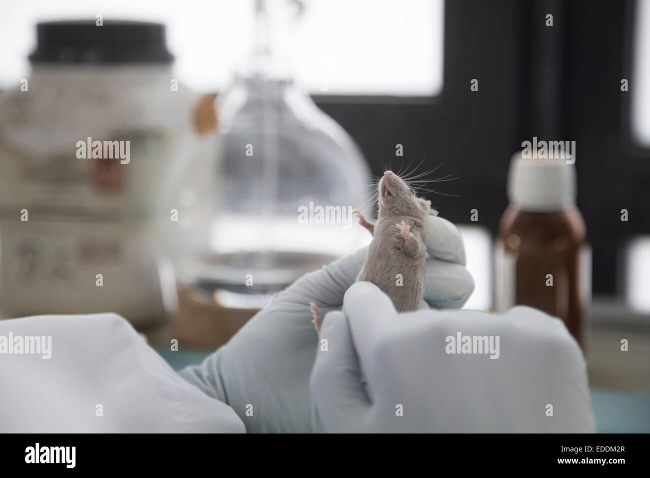 Germany, Research laboratory, Young scientist holding laboratory mouse ...