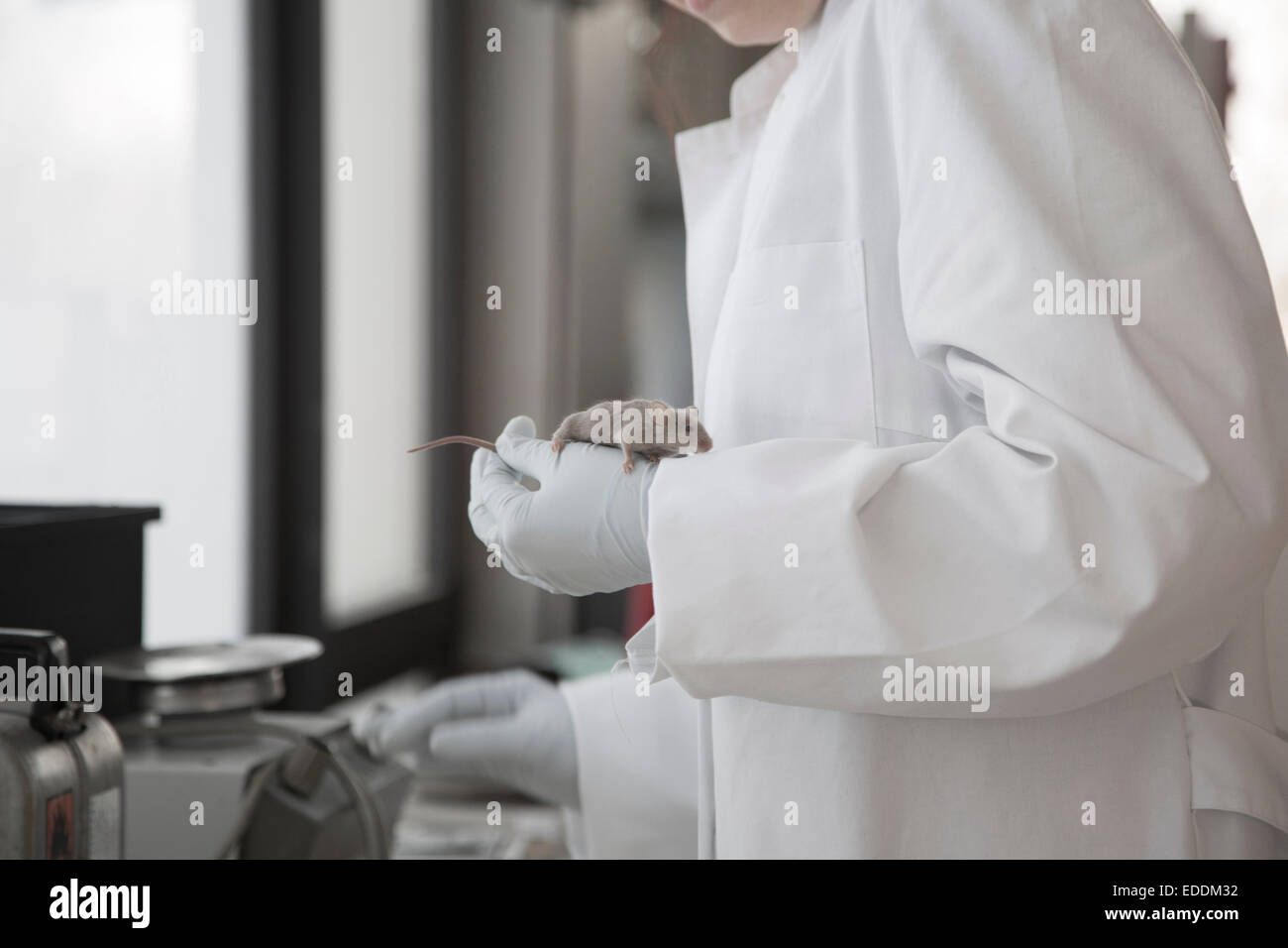 Germany, Research laboratory, Young scientist holding laboratory mouse ...