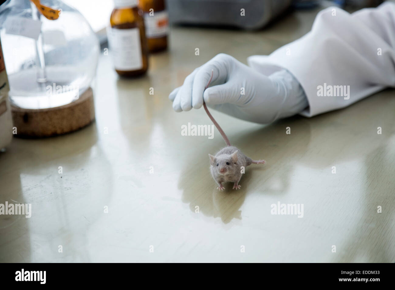 Germany, Research laboratory, Young scientist holding laboratory mouse ...