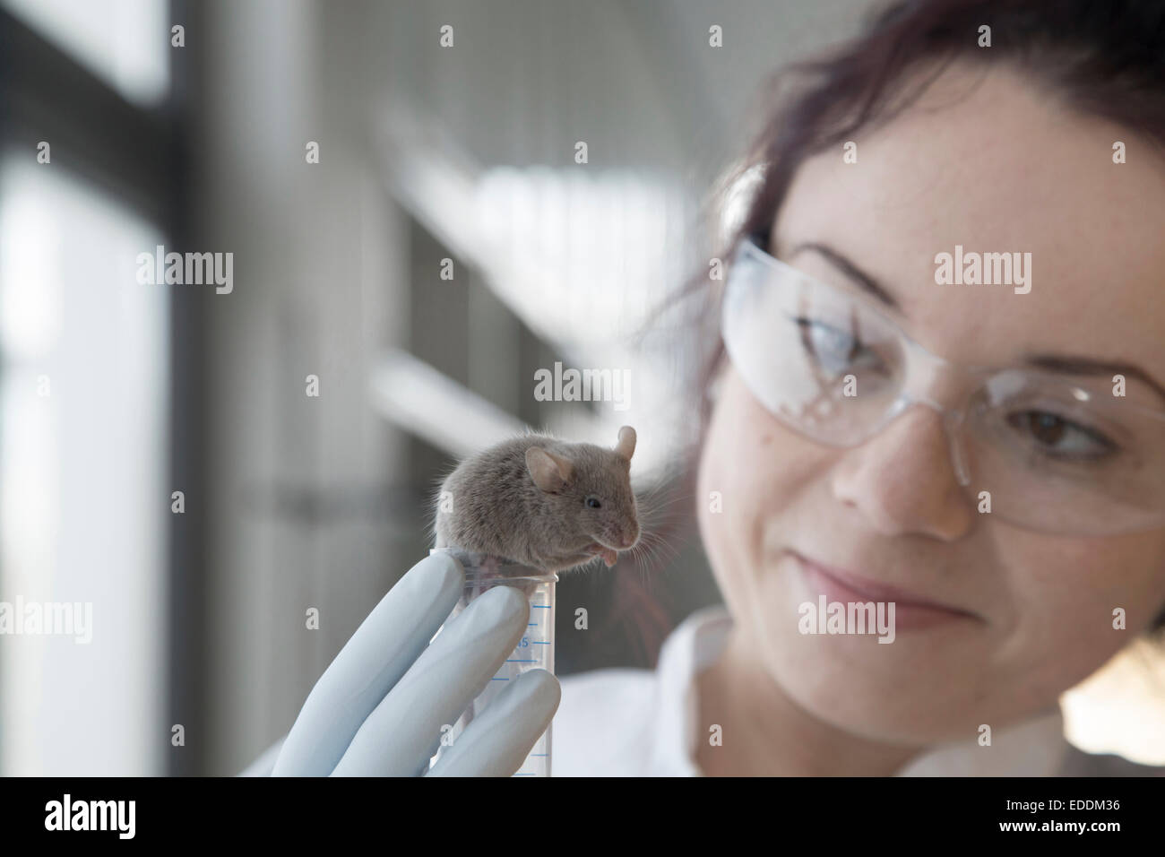 Germany, Research laboratory, Young scientist watching laboratory mouse ...