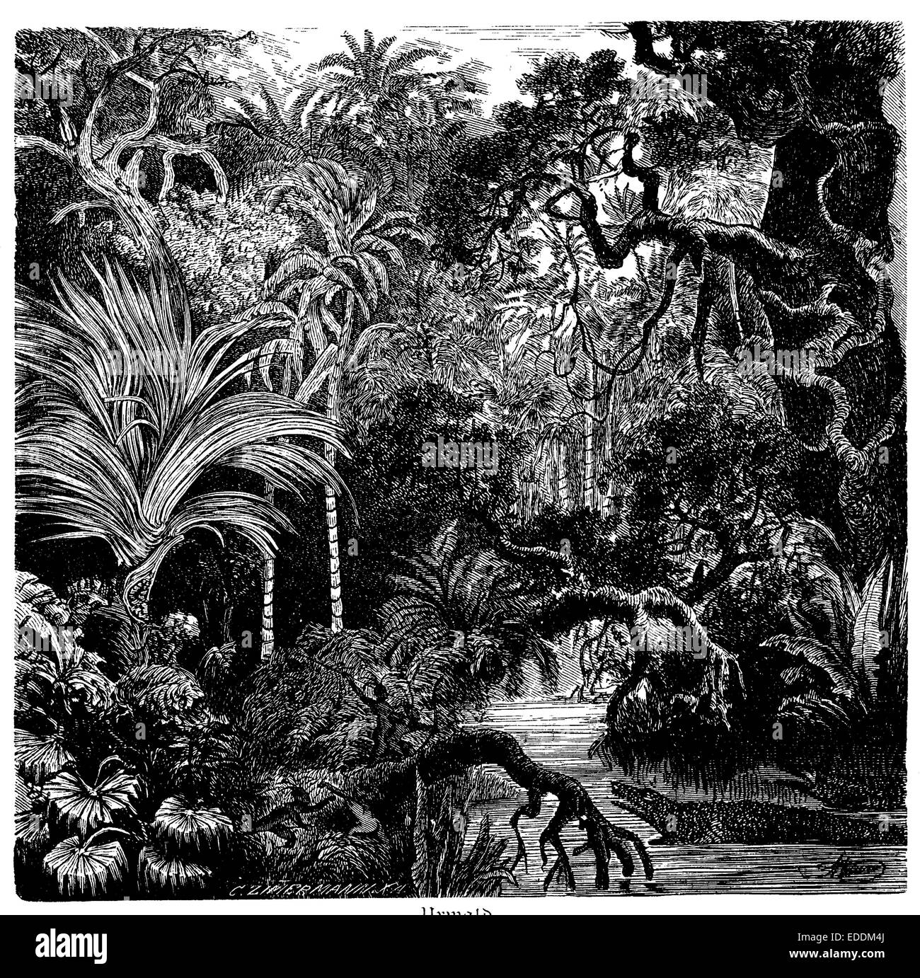 Jungle illustration vintage hi-res stock photography and images - Alamy