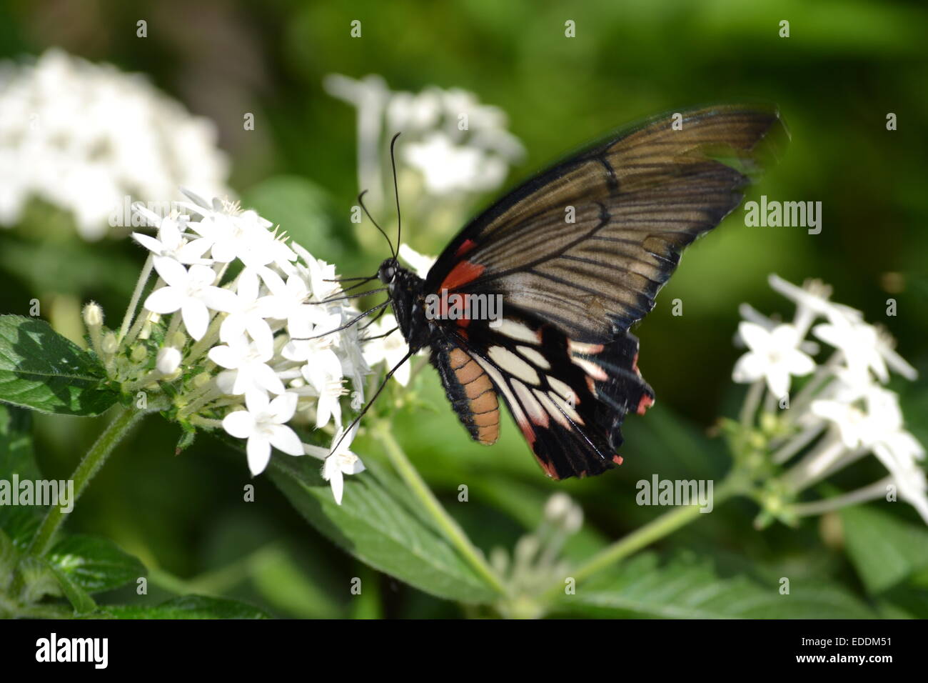 Wildlife in motion hi-res stock photography and images - Alamy
