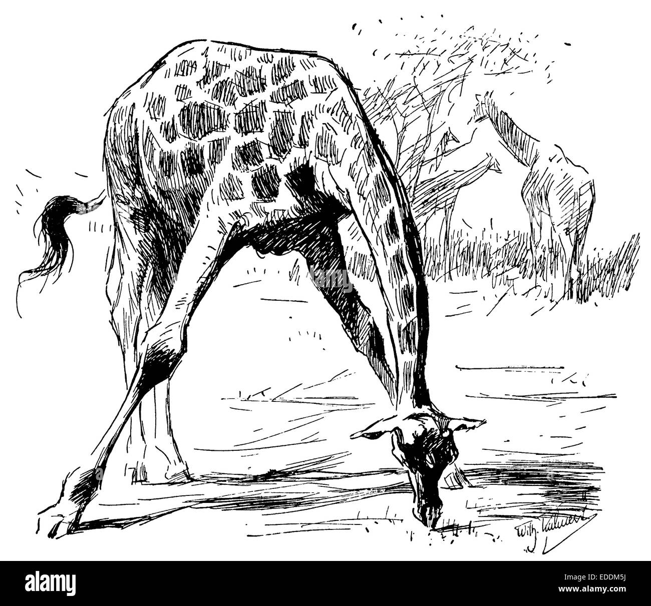 Giraffe illustration historical hi-res stock photography and images - Alamy