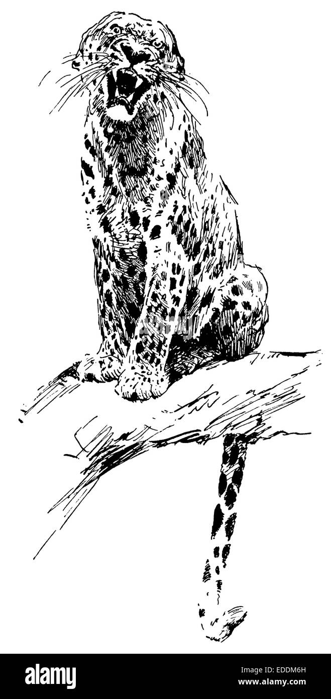 Leopard bw Cut Out Stock Images & Pictures - Alamy