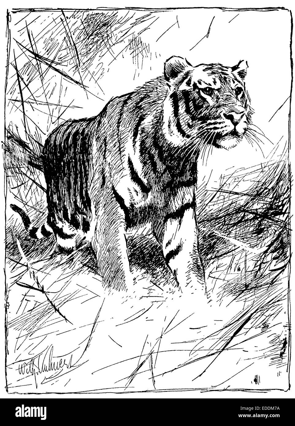 Vintage tiger illustration hi-res stock photography and images - Alamy