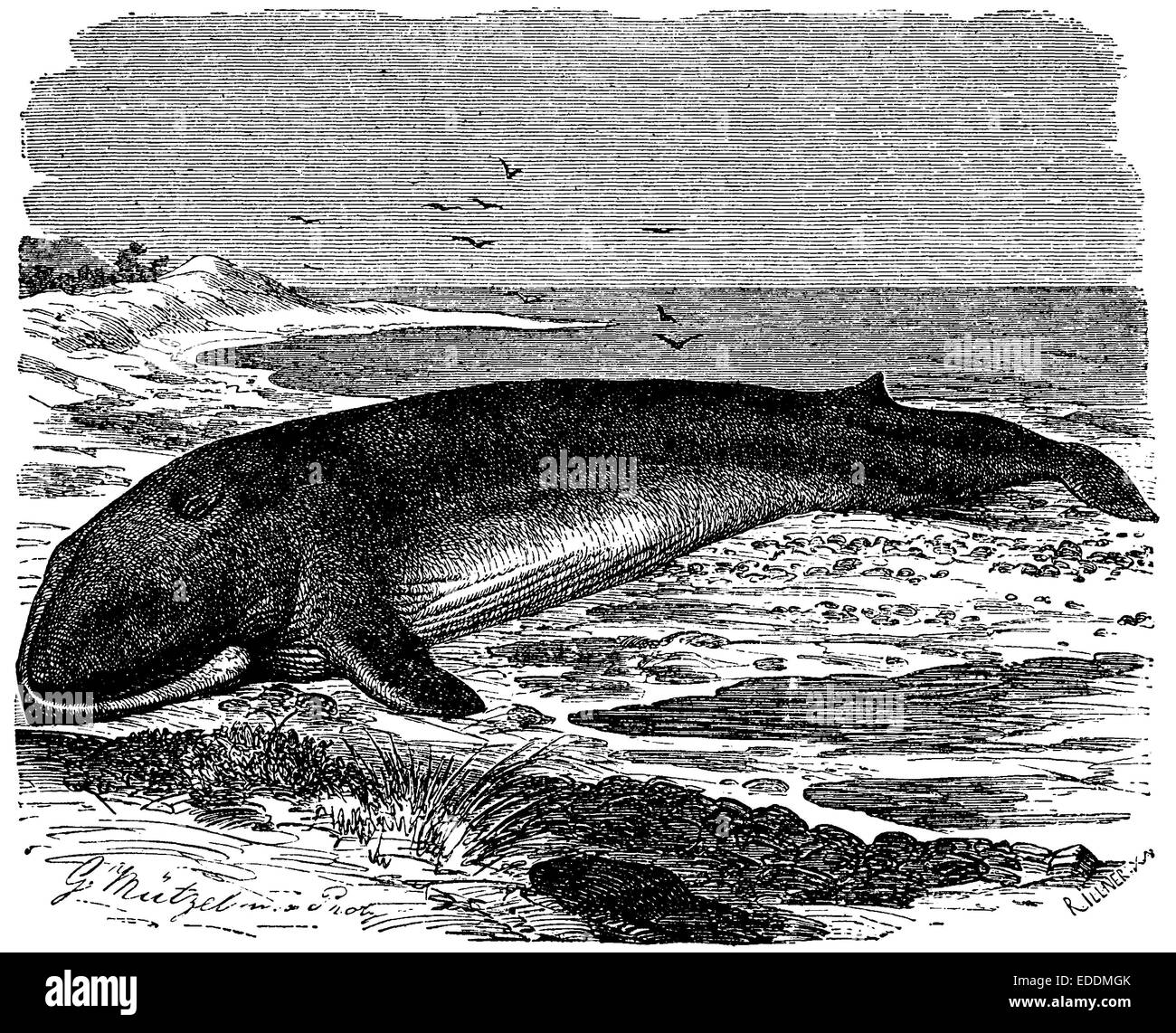 fin whale Stock Photo - Alamy