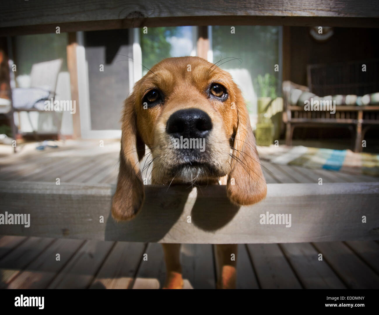 A dog looking intently at the camera Stock Photo - Alamy