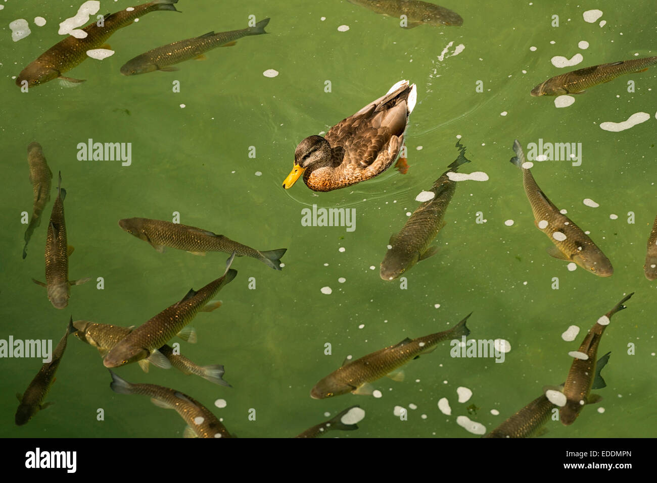 Mallard and chubs in water Stock Photo - Alamy