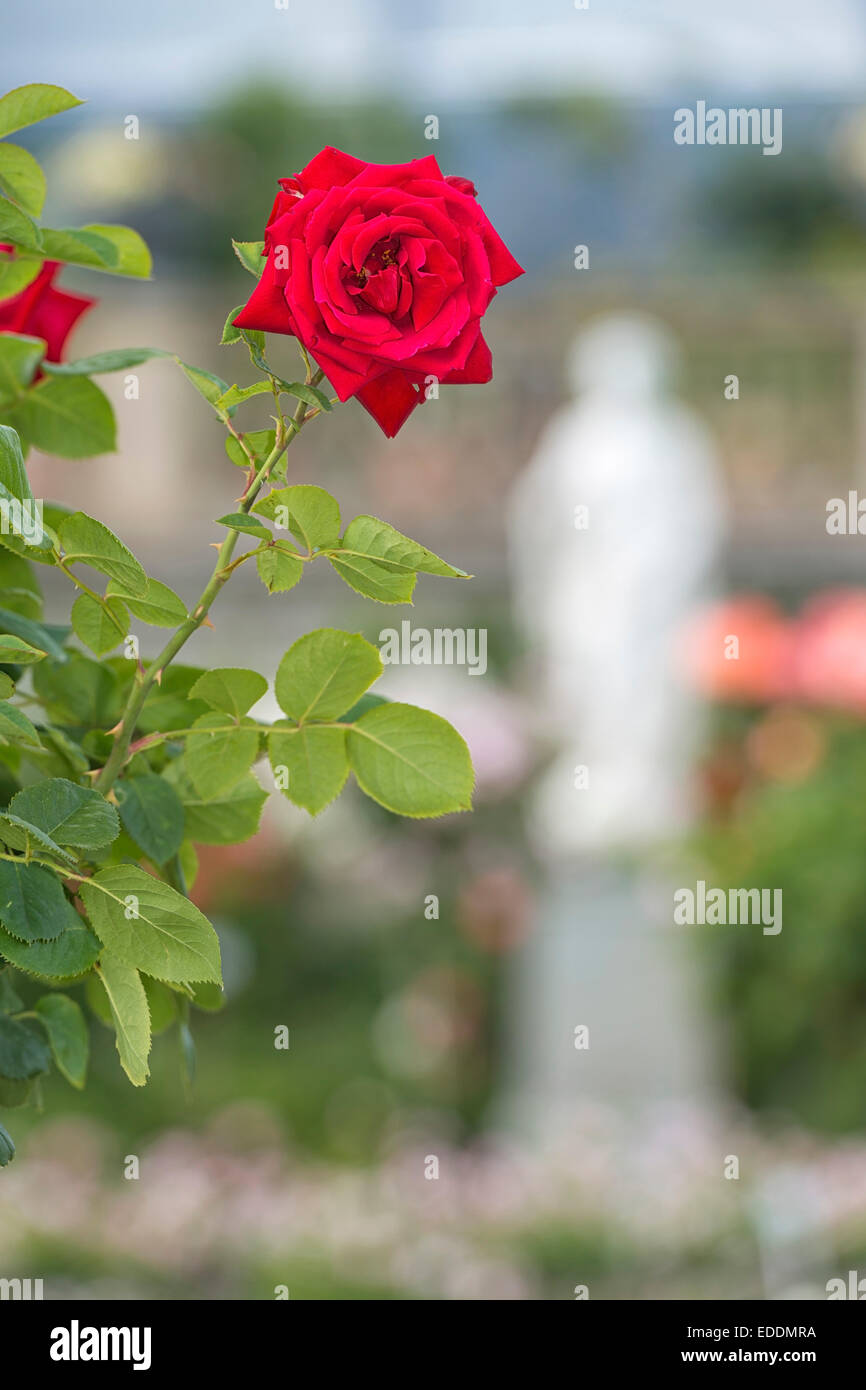 Germany, Baden-Wuerttemberg, Island Mainau, red rose in Italian Rose ...