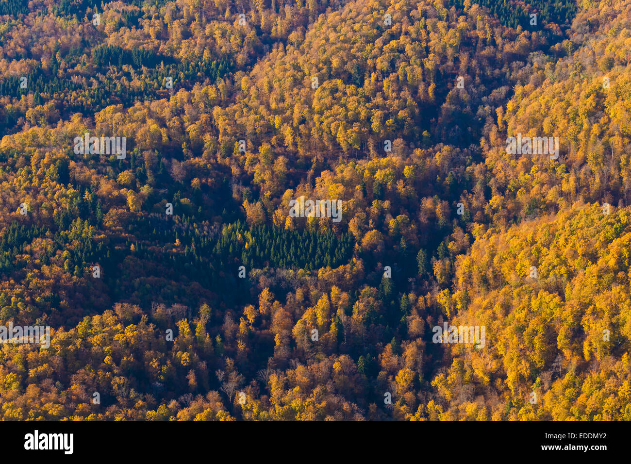 Germany, Baden-Wuerttemberg, aerial view of a forest in the Swabian ...