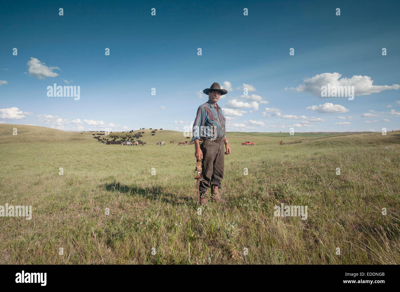 Cowboy working with cattle hi-res stock photography and images - Alamy